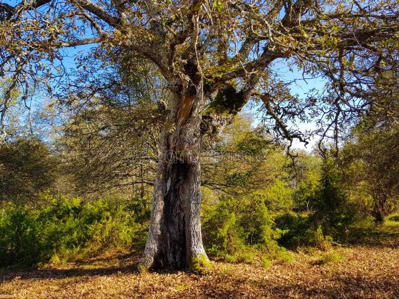 Image of an Old Tree with Part of the Trunk Open Due To Its Age Stock ...