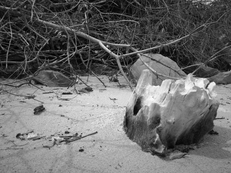 An Old Tree Washed-up on the Seashore during the Low Tide. Stock Image ...