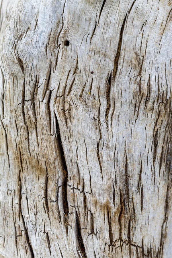 Old Weathered Tree Bark Texture Stock Image - Image of hardwood, nature ...
