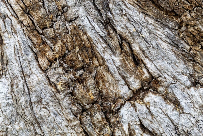 Old Weathered Tree Bark Texture Stock Image - Image of abstract, aged ...