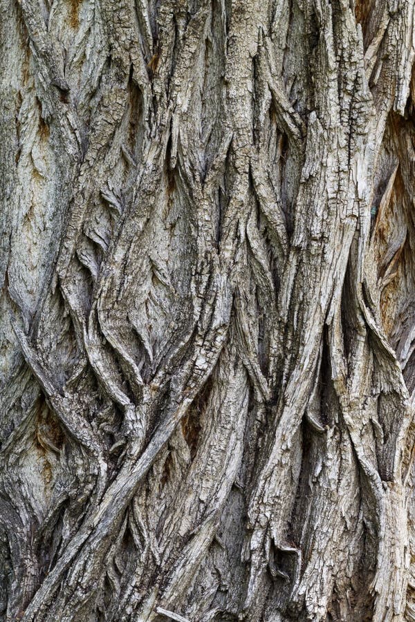 Old Weathered Tree Bark Texture Stock Image - Image of blank, artistic ...