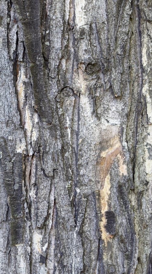 Old Weathered Tree Bark Texture Stock Image - Image of pattern ...
