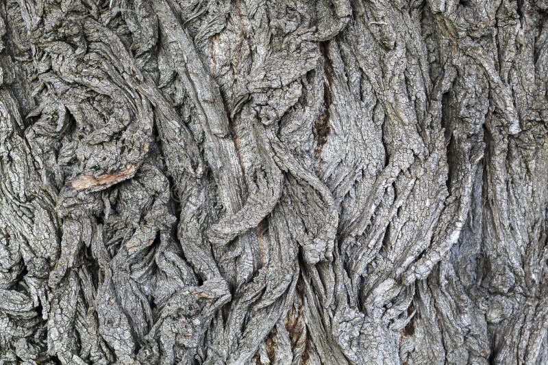 Old Weathered Tree Bark Texture Close Up Stock Image - Image of rough ...
