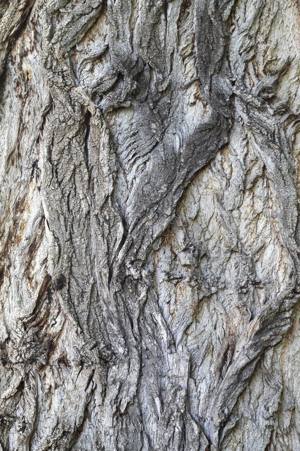 Old Weathered Tree Bark Texture Close Up Stock Photo - Image of ...