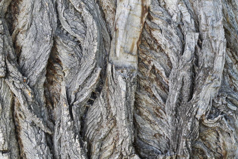 Old Weathered Tree Bark Texture Close Up Stock Image - Image of aged ...