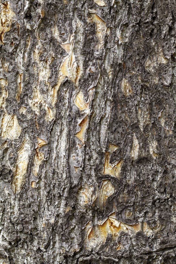 Old Weathered Tree Bark Texture Close Up Stock Image - Image of natural ...