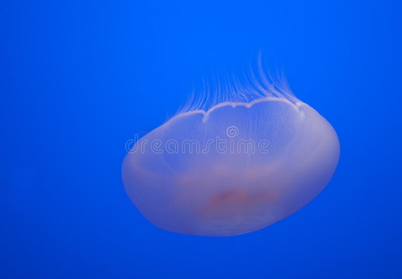 Image of One Beautiful Moon Jelly Fish Stock Photo - Image of dangerous ...
