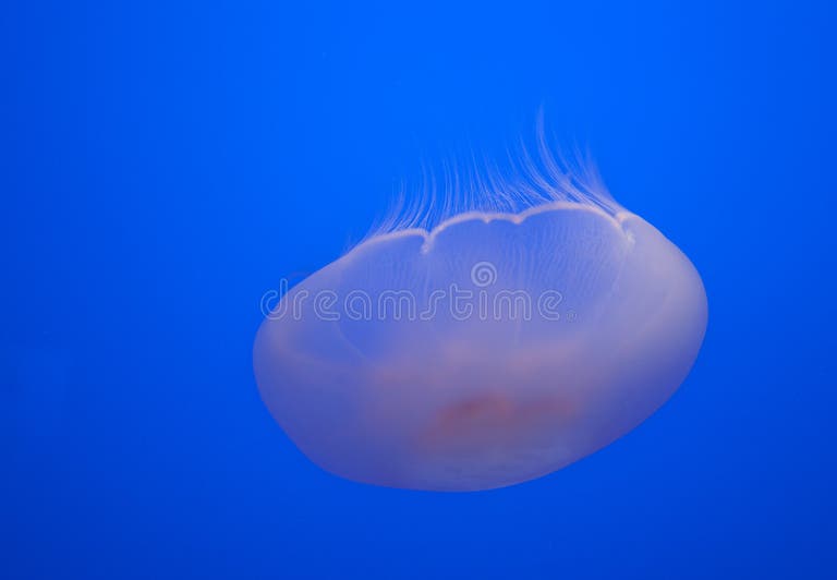 Image of One Beautiful Moon Jelly Fish Stock Photo - Image of dangerous ...