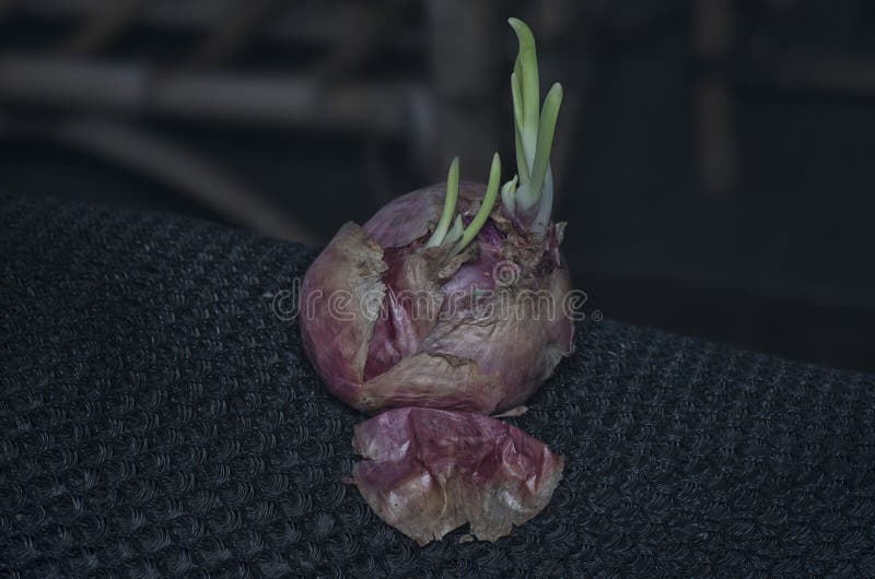 Onion Sprouting Out with Young Leafy Shoot. Stock Image - Image of ...