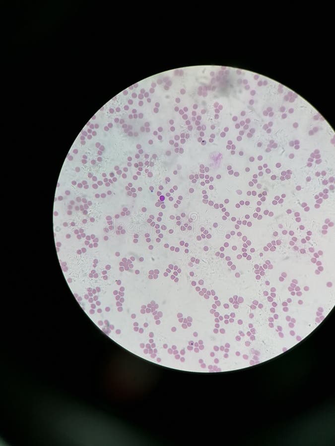 Image of Optical Microscope Stock Photo - Image of circle, heart: 192273386