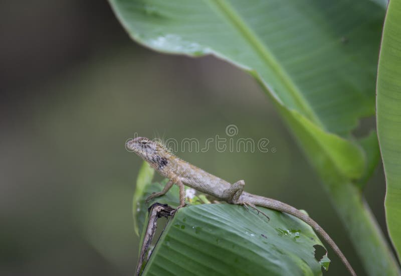 Oriental Garden Lizard Resting on the Banana Leaf. Stock Image - Image ...