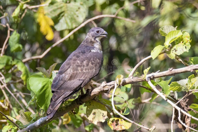 Image of Oriental Honey Buzzard Bird on a Tree Branch on Nature ...