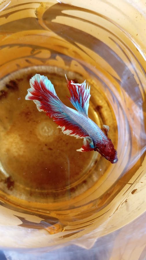 Image of Ornamental Fish, Plain White Betta Fish with Beautiful Blue ...