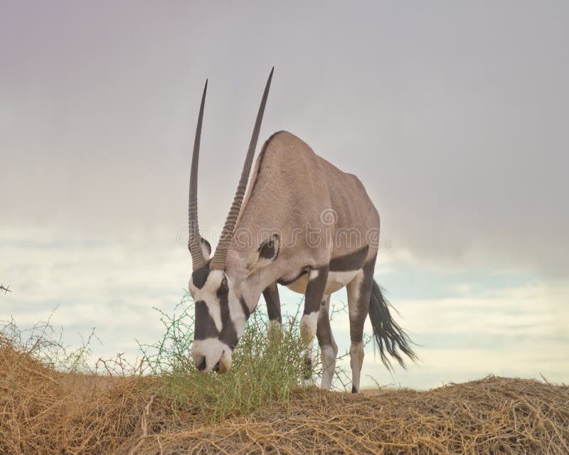 Oryx in Africa stock image. Image of wilderness, colorful - 102139385
