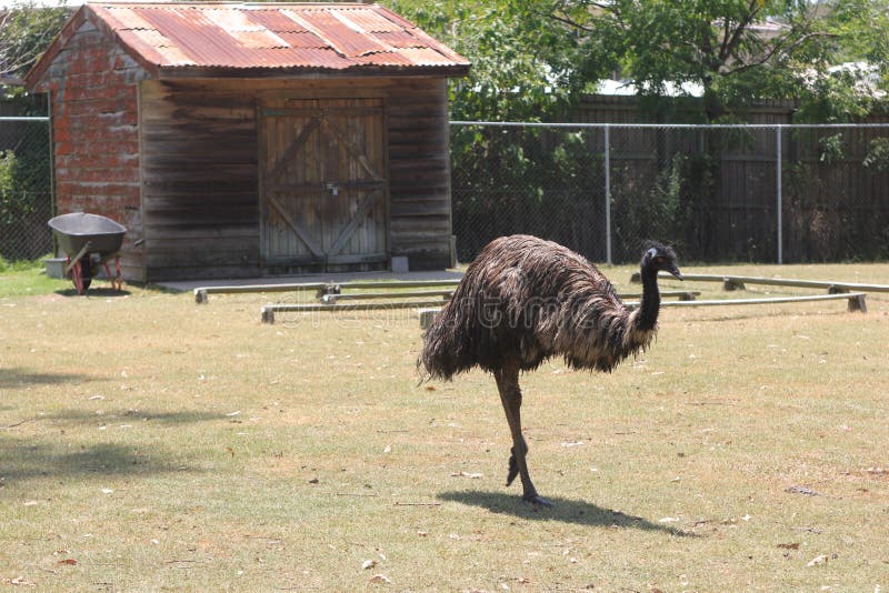 Ostrich editorial image. Image of tree, color, ostrich - 156991955