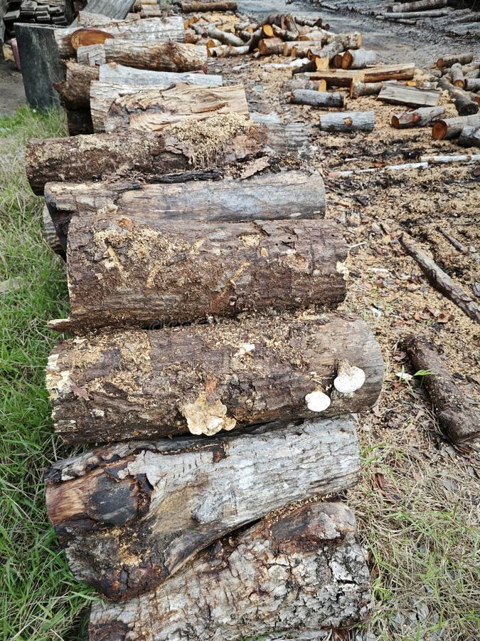 Outdoor Scene of the Cut Mangrove Wood Log. Stock Image - Image of ...