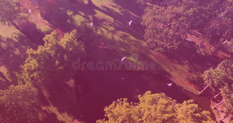Image of Overhead View of Birds Flying Over Trees in Park Stock Image ...