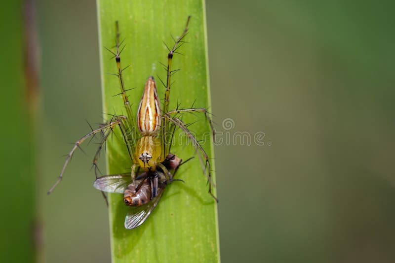 Image of Oxyopidae Spider Going To Eat Fly on Green Leaves. Stock Photo ...