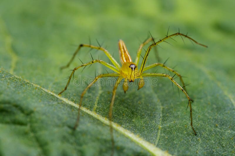 Image of Oxyopidae Spider. stock photo. Image of macro - 95551806