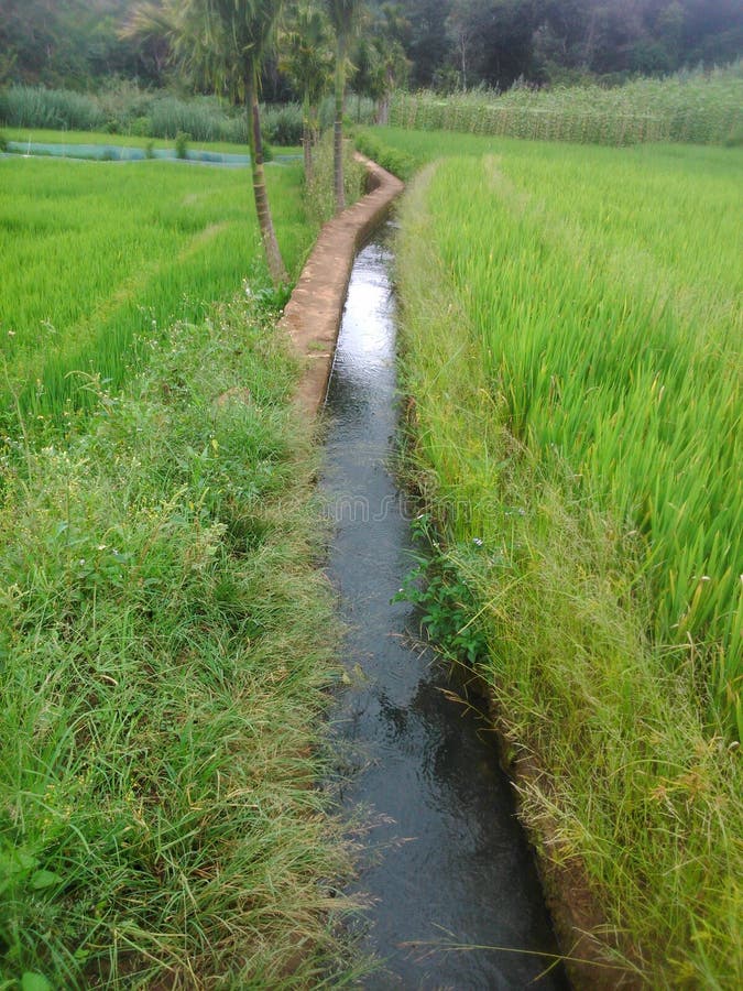 This image is paddy field stock photo. Image of colour - 130066256