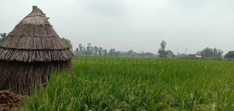 This is the Image of Paddy Tree in the Season of Rain in India Stock ...