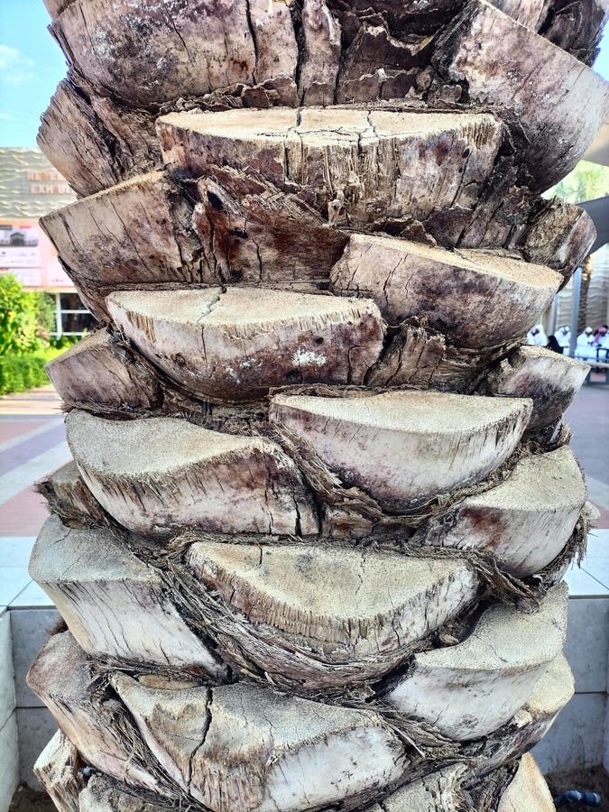 Date tree stock photo. Image of water, date, fall, little - 102693700