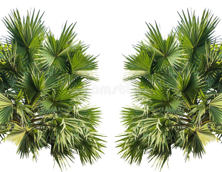Palm Tree Frame Drawing Stock Illustrations – 10,090 Palm Tree Frame ...