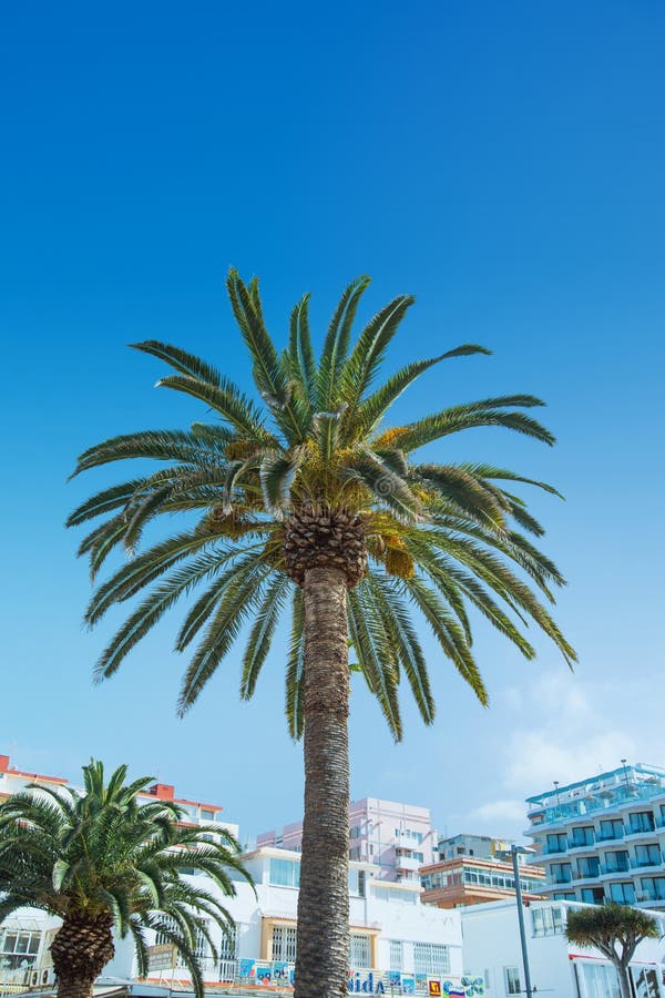 Image of a Palm Tree Growing in the City Stock Photo - Image of ...