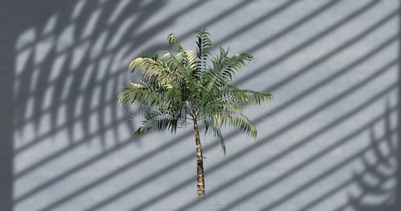 Image of Palm Tree Over Leaves and Window Shadow on Grey Background ...