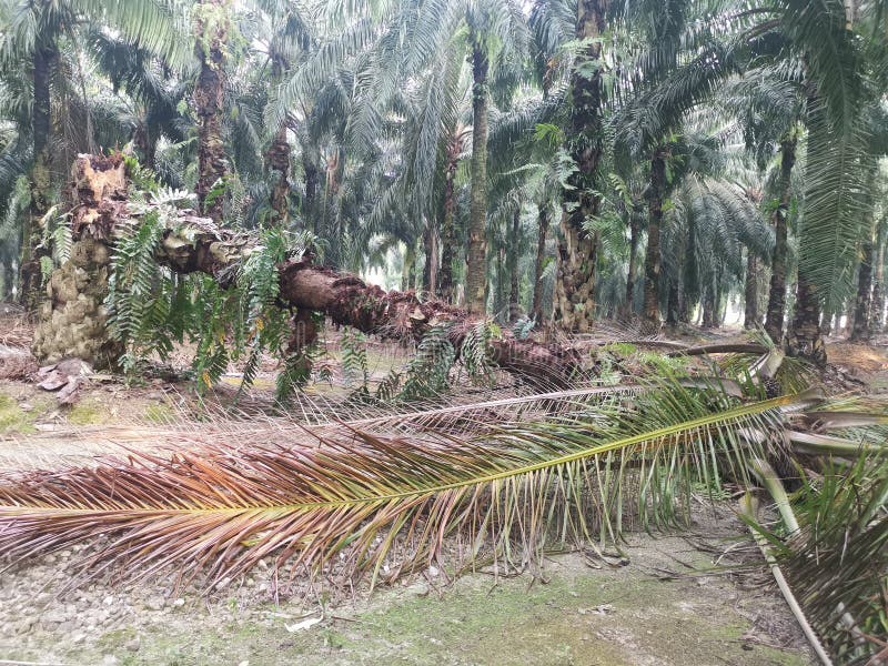 Palm Tree Toppled because of the Decayed Trunk and Weather Stock Image ...