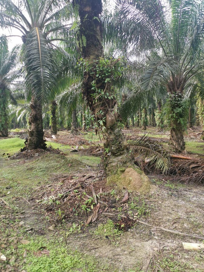 The Palm Tree Trunk Rotting with a Hole. Stock Photo - Image of dirty ...