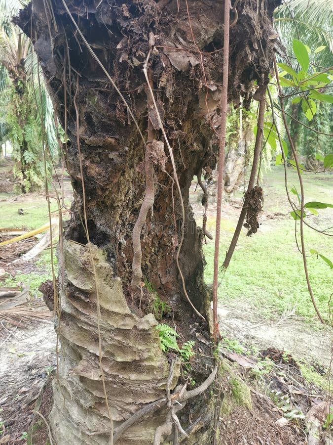 The Palm Tree Trunk Rotting with a Hole. Stock Photo - Image of nature ...