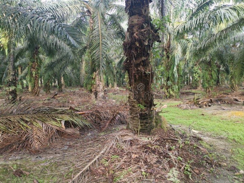 The Palm Tree Trunk Rotting with a Hole. Stock Photo - Image of outdoor ...