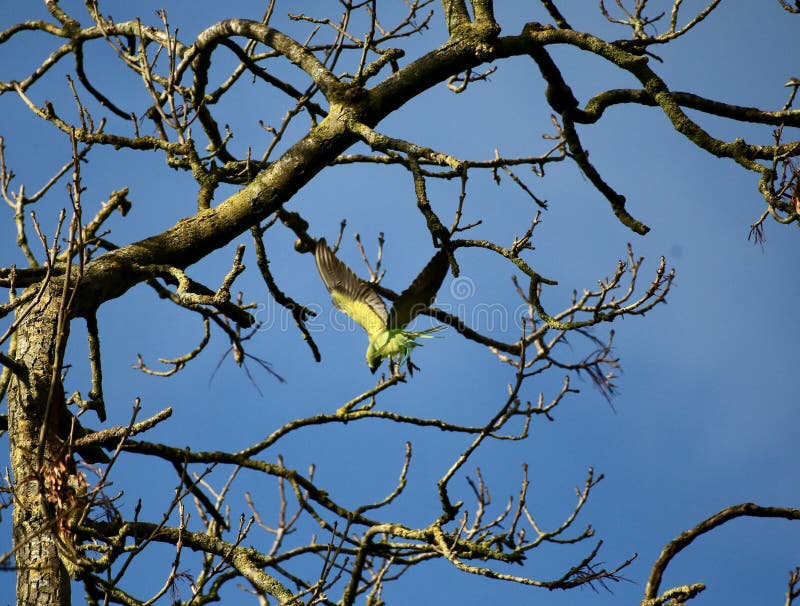 Rose Ringed Parakeet Landing in a Tree Stock Image - Image of tree ...