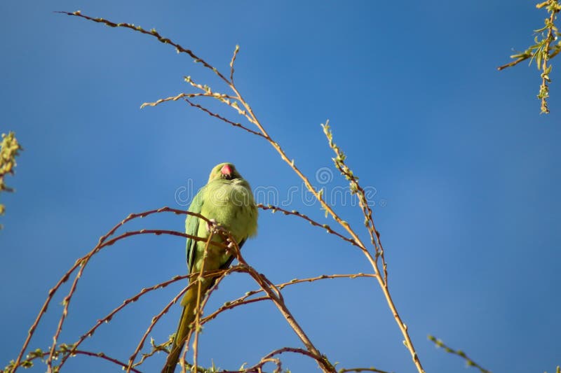 Parakeet Perched High Up in a Tree Stock Photo - Image of krameri ...