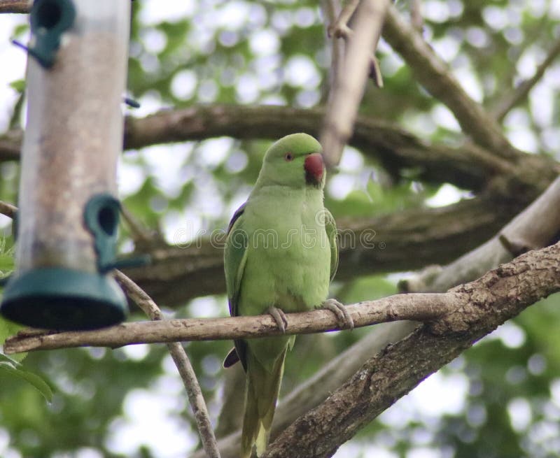 Parakeet perched in a tree stock image. Image of animal - 276304989