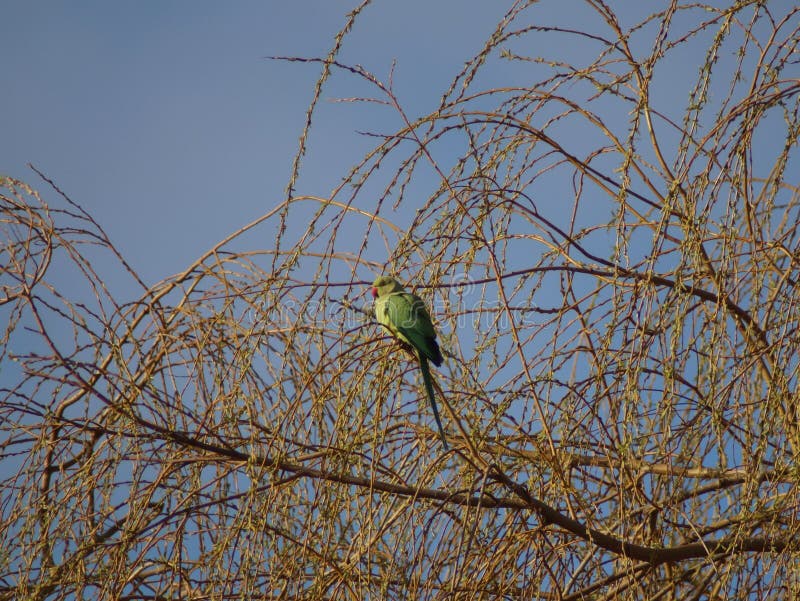 Parakeet Perched in a Tree in Winter Stock Photo - Image of feathers ...