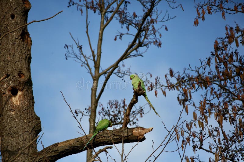 Rose Ringed Parakeets in a Tree Stock Photo - Image of birds ...