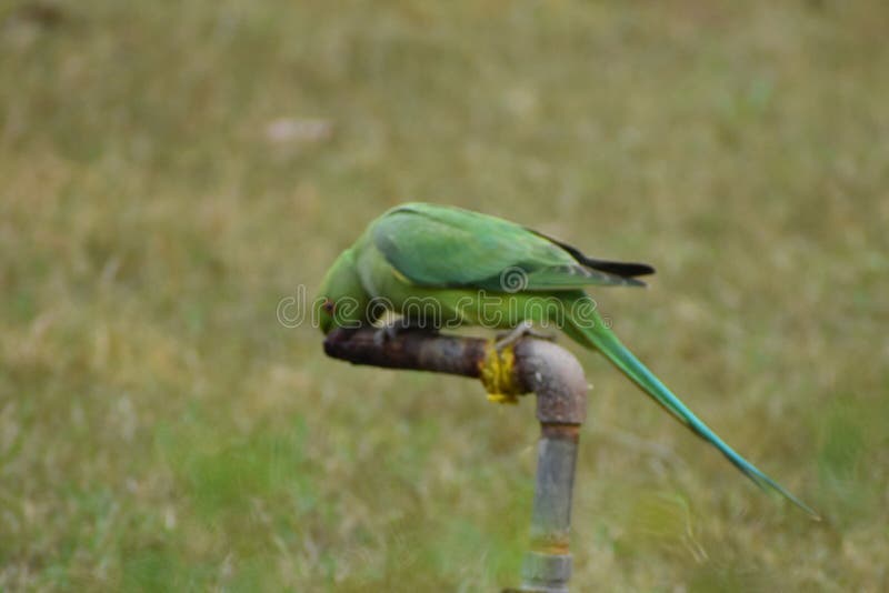 This is an Image about a Parrot or Parakeet or Macaw Bird Drinking ...