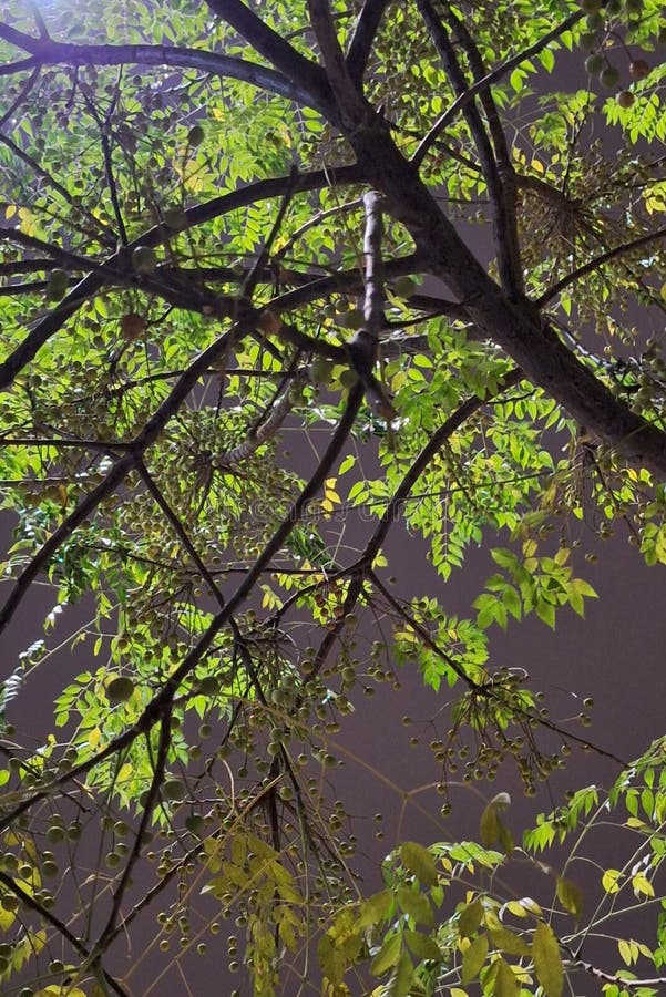 View of a Slender Tree with Branches Full of Small Leaves at Night ...