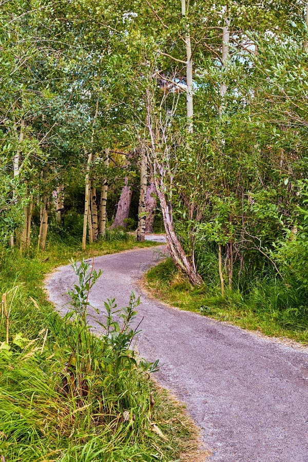 Path Scenic Walking through Forest of Aspen Stock Photo - Image of ...