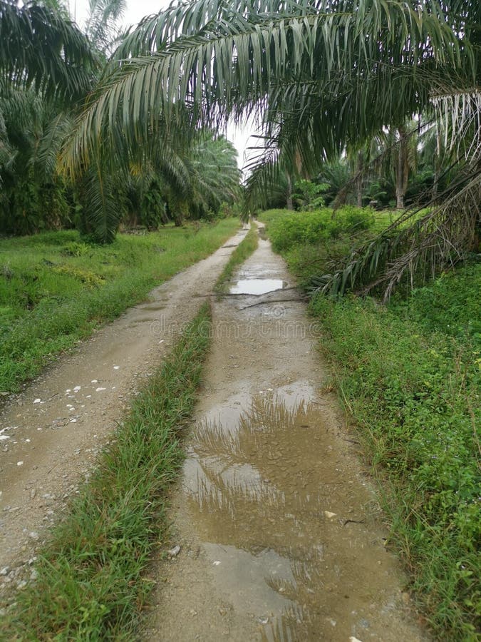 Pathway into the Plantation after the Rain Stock Photo - Image of grass ...