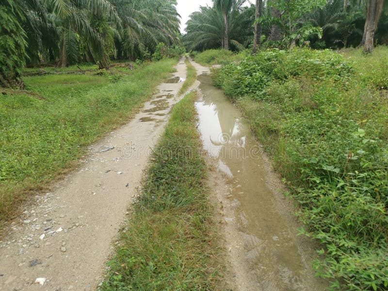 Pathway into the Plantation after the Rain Stock Photo - Image of ...