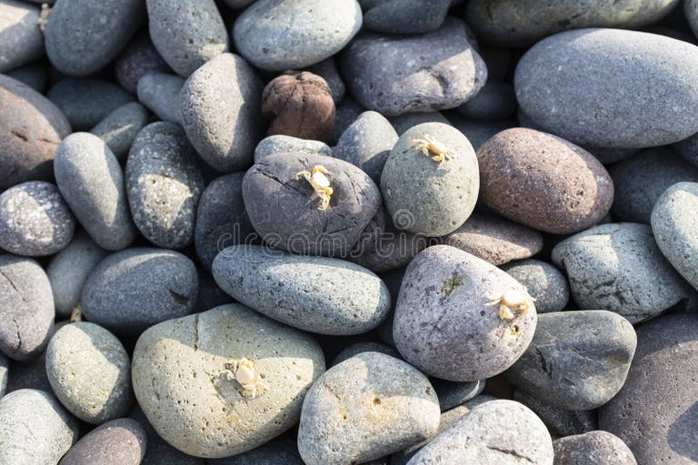 Image of Pebbles with Tiny Crabs. Pebbles from the Peruvian Beach Stock ...