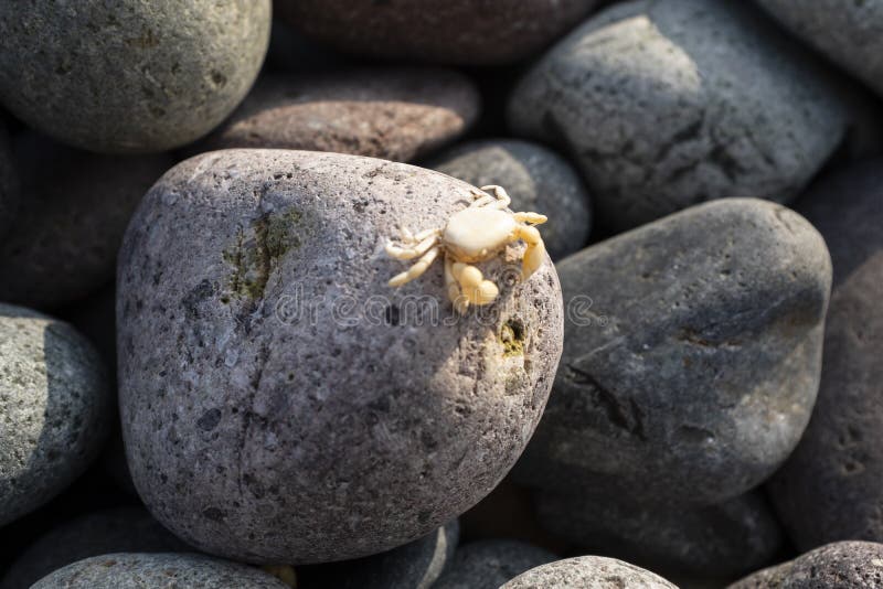 Image of Pebbles with Tiny Crabs. Pebbles from the Peruvian Beach Stock ...