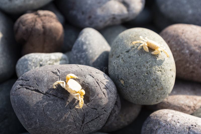 Image of Pebbles with Tiny Crabs. Pebbles from the Peruvian Beach Stock ...