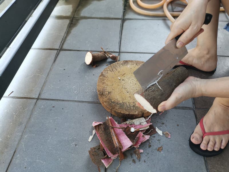 Peel Skin,cut and Slice Raw Tapioca Root. Stock Image - Image of female ...