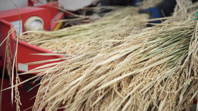 People Threshing Rice in the Rice Field Stock Footage - Video of ...