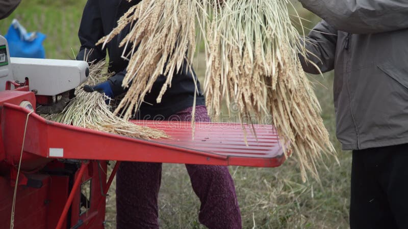 People Threshing Rice in the Rice Field Stock Footage - Video of farmer ...