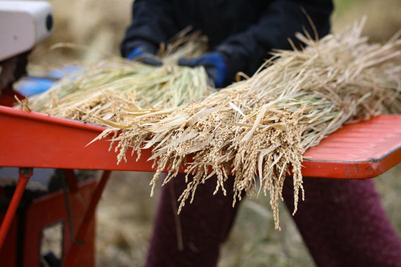 People Threshing Rice in the Rice Field Stock Image - Image of asia ...